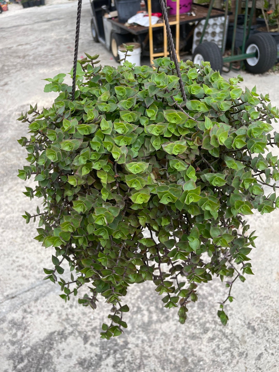 Callisia Repens 10 Hanging Basket Live Large Plant - Etsy