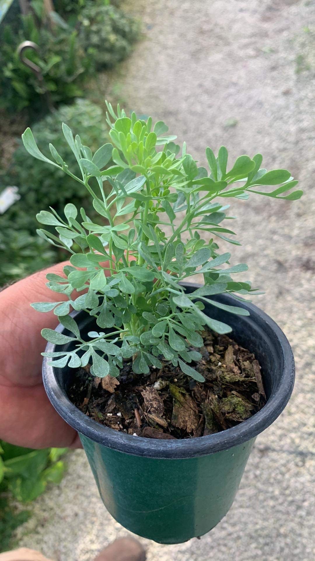 Rue Ruda Plant Common Graveolens Herb of Grace Butterfly Host Plant ...