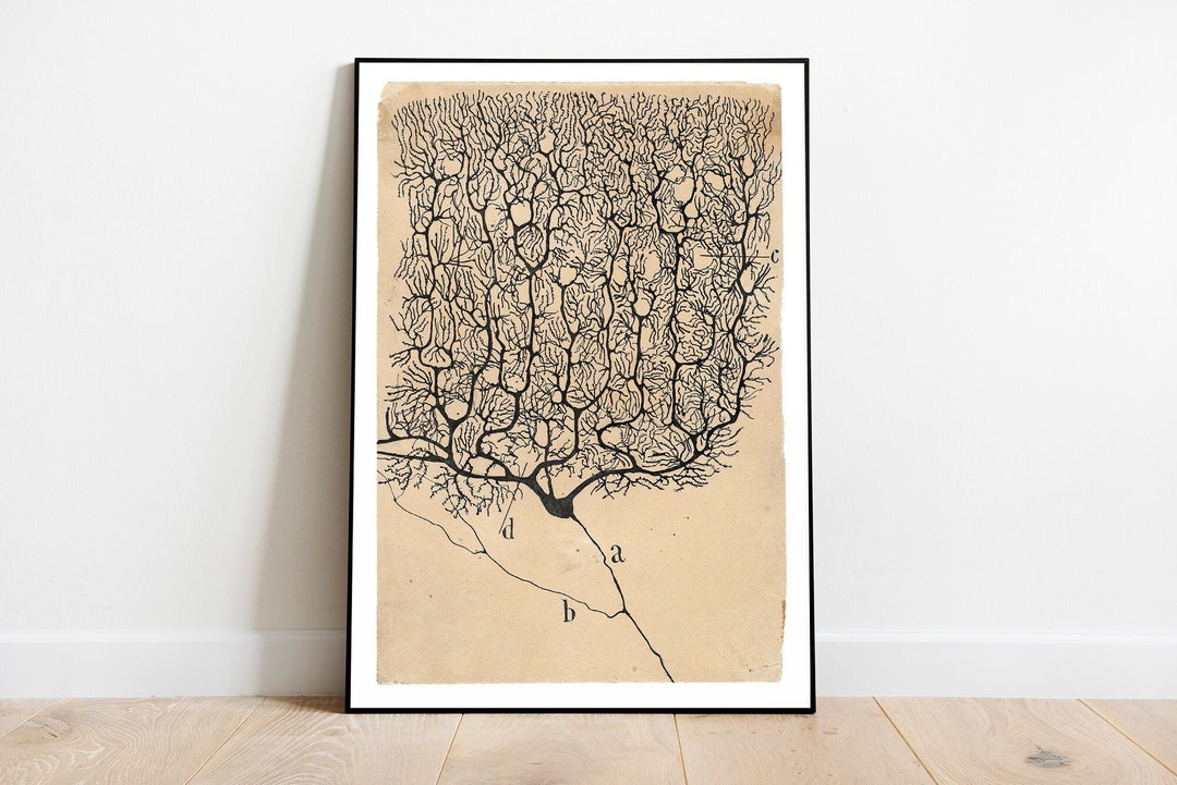 Neuron by Santiago Ramón Y Cajal, Scientific Digital Illustration ...