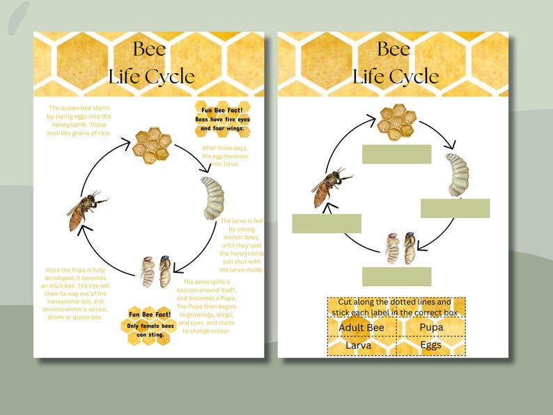 Bee Study Unit Printable Pack Bundle, Life Cycle, Anatomy Nature Study ...