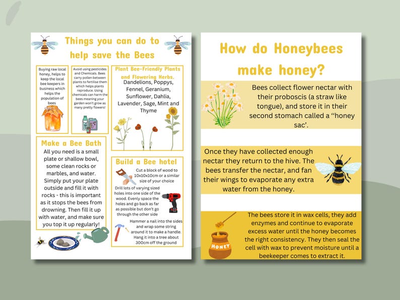 Bee Study Unit Printable Pack Bundle, Life Cycle, Anatomy Nature Study ...
