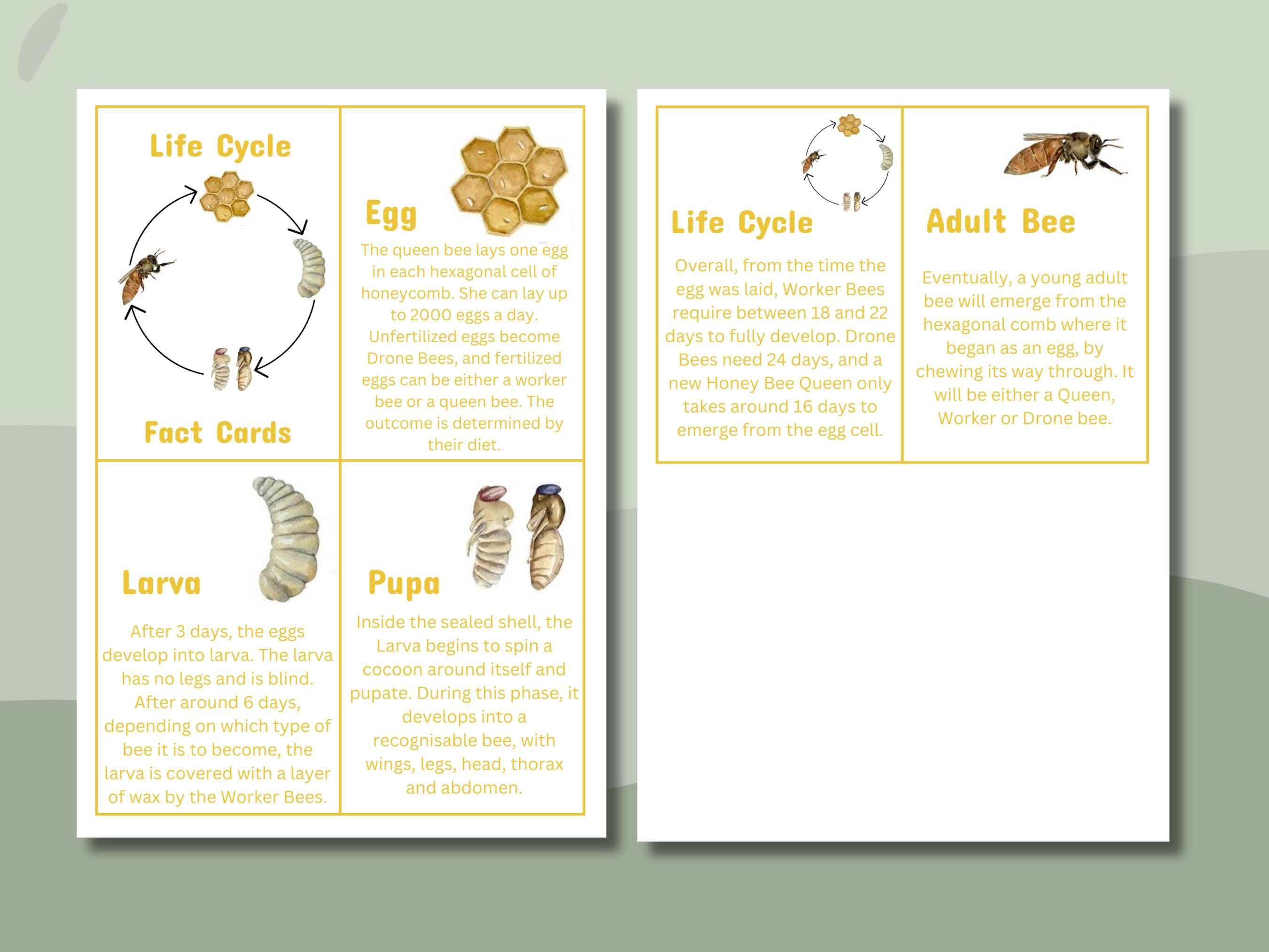 Bee Study Unit Printable Pack Bundle, Life Cycle, Anatomy Nature Study ...