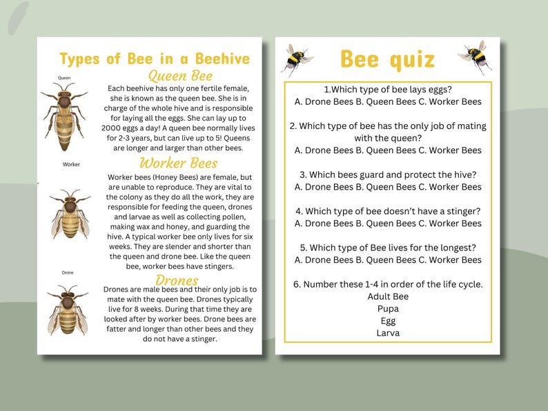 Bee Study Unit Printable Pack Bundle, Life Cycle, Anatomy Nature Study ...
