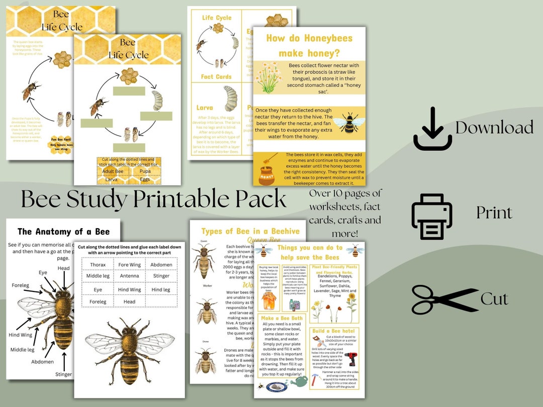 Bee Study Unit Printable Pack Bundle, Life Cycle, Anatomy Nature Study ...