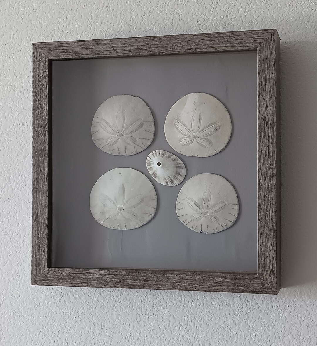 Sand Dollar Pacific Coast Framed Shadow Box Glass Nautical Beach Decor ...