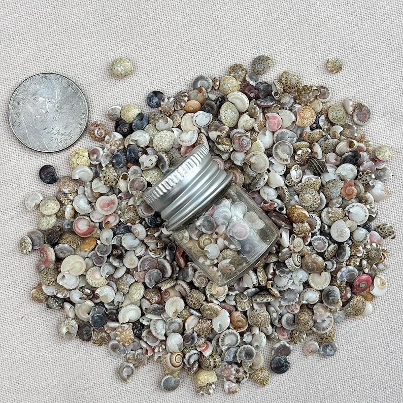 100pc Micro Sea Shells — Tiny Snail Shells — Tiny Shells for Crafting ...
