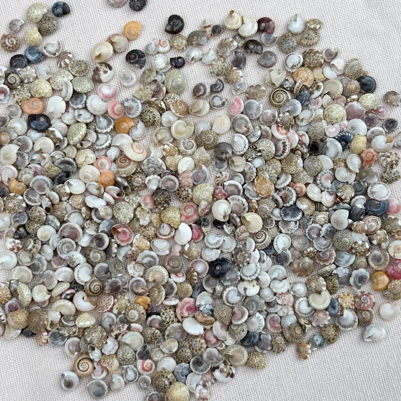 100pc Micro Sea Shells — Tiny Snail Shells — Tiny Shells for Crafting ...
