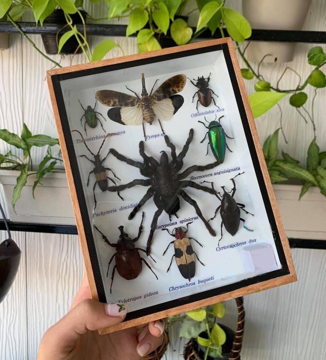 New Framed Mixed Taxidermy Asian Beetles Collection in Wooden Box 6 8 ...
