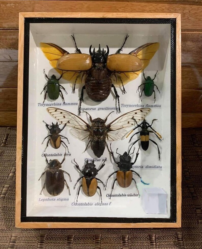 New Framed Mixed Taxidermy Asian Beetles Collection in Wooden Box 6 8 ...