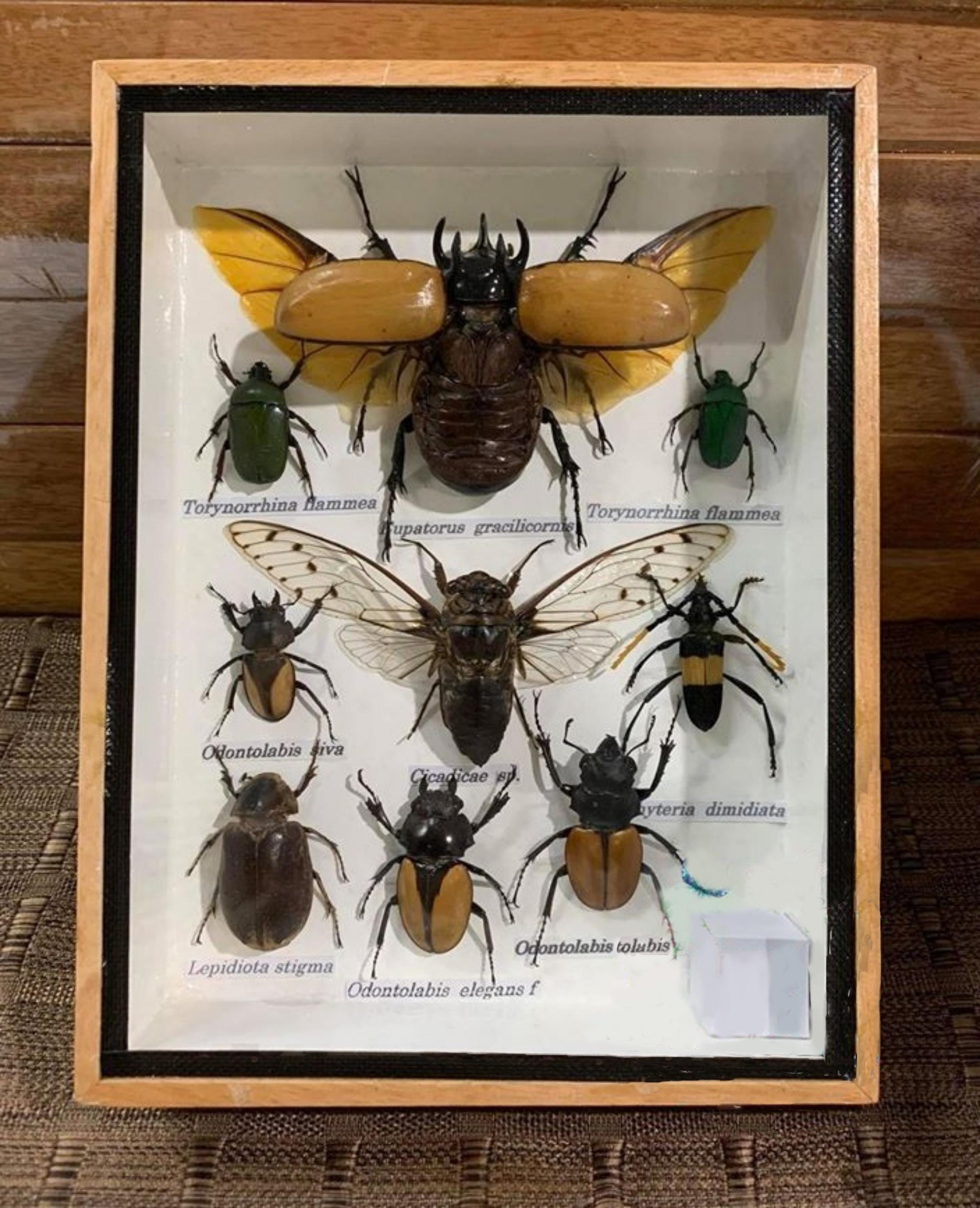 New Framed Mixed Taxidermy Asian Beetles Collection in Wooden Box 6 8 ...