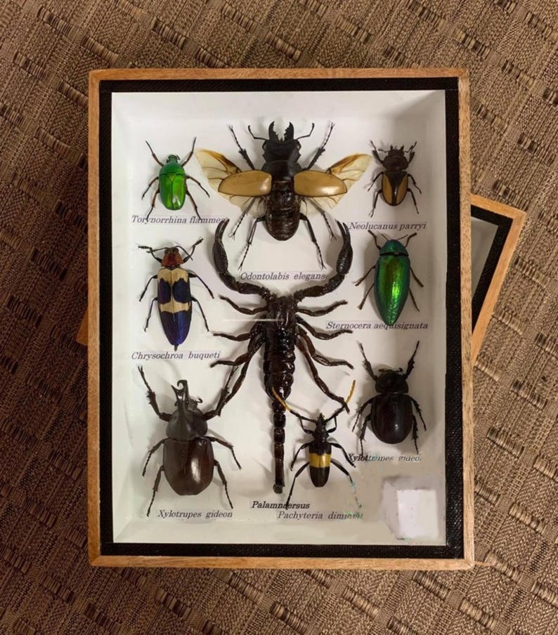 New Framed Mixed Taxidermy Asian Beetles Collection in Wooden Box 6 8 ...
