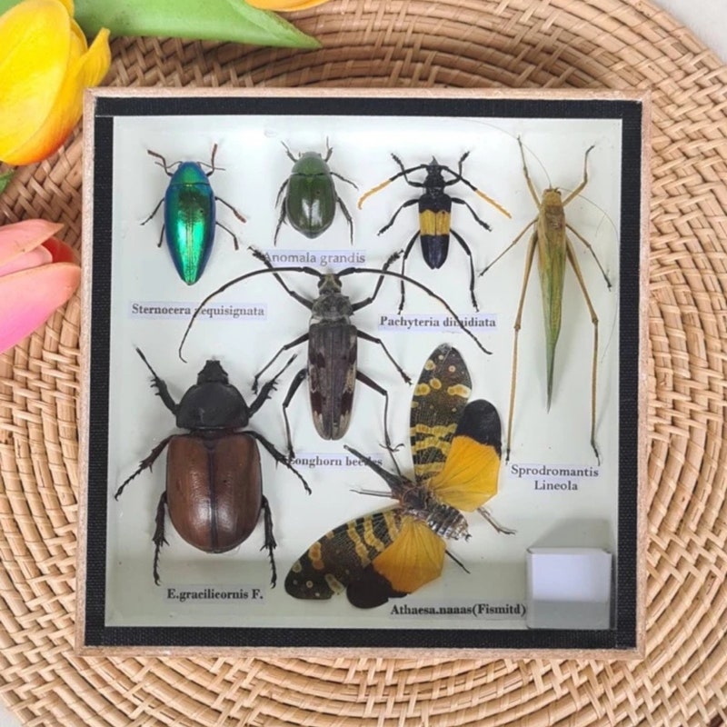 Insect Collection - Etsy