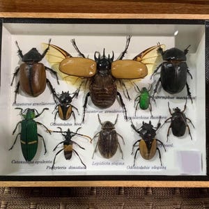 New Framed Mixed Taxidermy Asian Beetles Collection in Wooden Box 6 8 ...