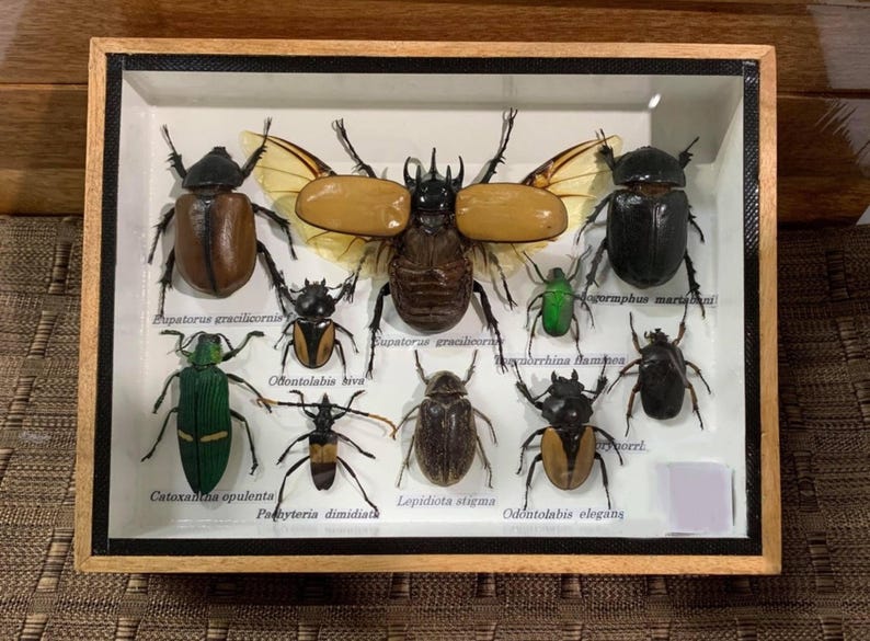 New Framed Mixed Taxidermy Asian Beetles Collection in Wooden Box 6 8 ...