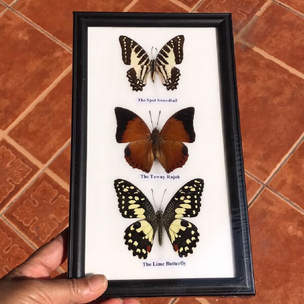Butterfly Display - Etsy