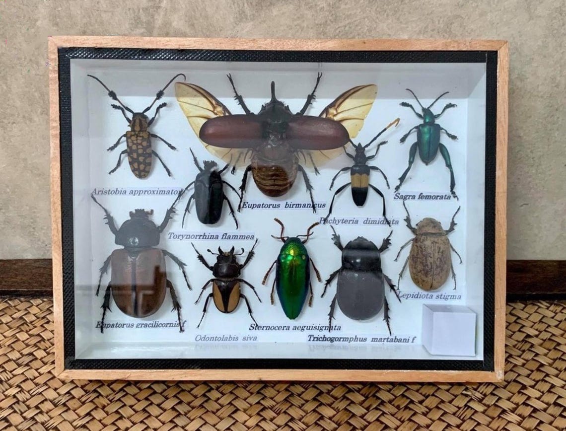 New Framed Mixed Taxidermy Asian Beetles Collection in Wooden Box 6 8 ...