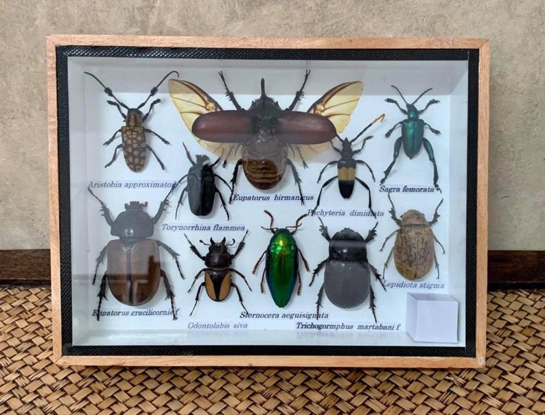 New Framed Mixed Taxidermy Asian Beetles Collection in Wooden Box 6 8 ...