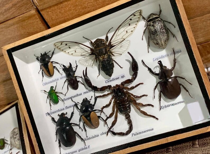 New Framed Mixed Taxidermy Asian Beetles Collection in Wooden Box 6 8 ...