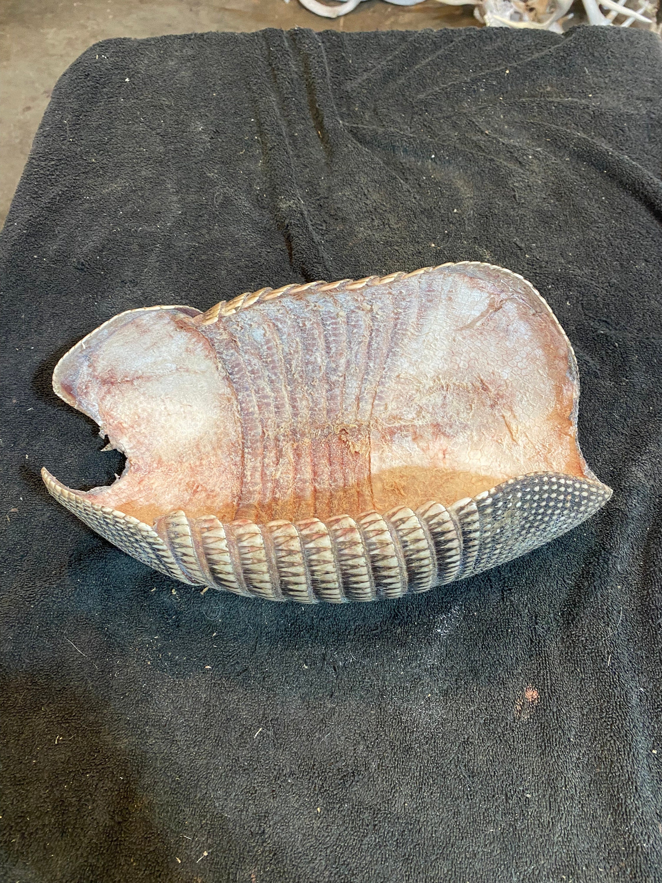 Armadillo Shell - Etsy
