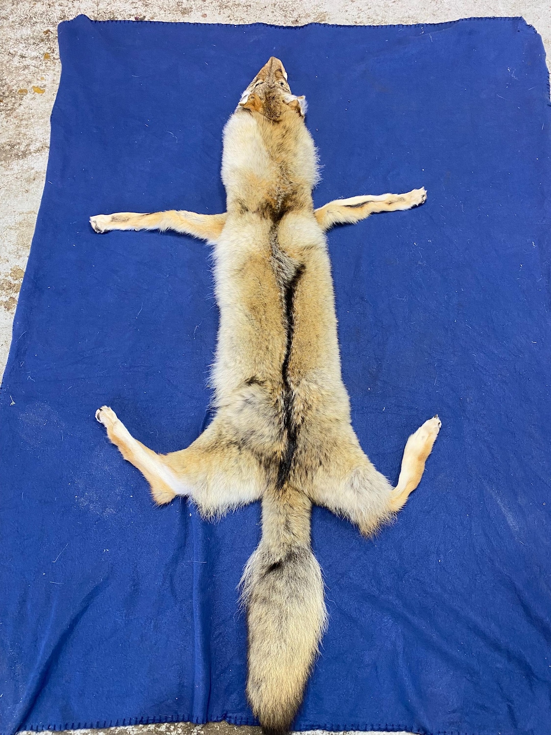 Soft Tanned Groundhog Pelt W/feet - Etsy