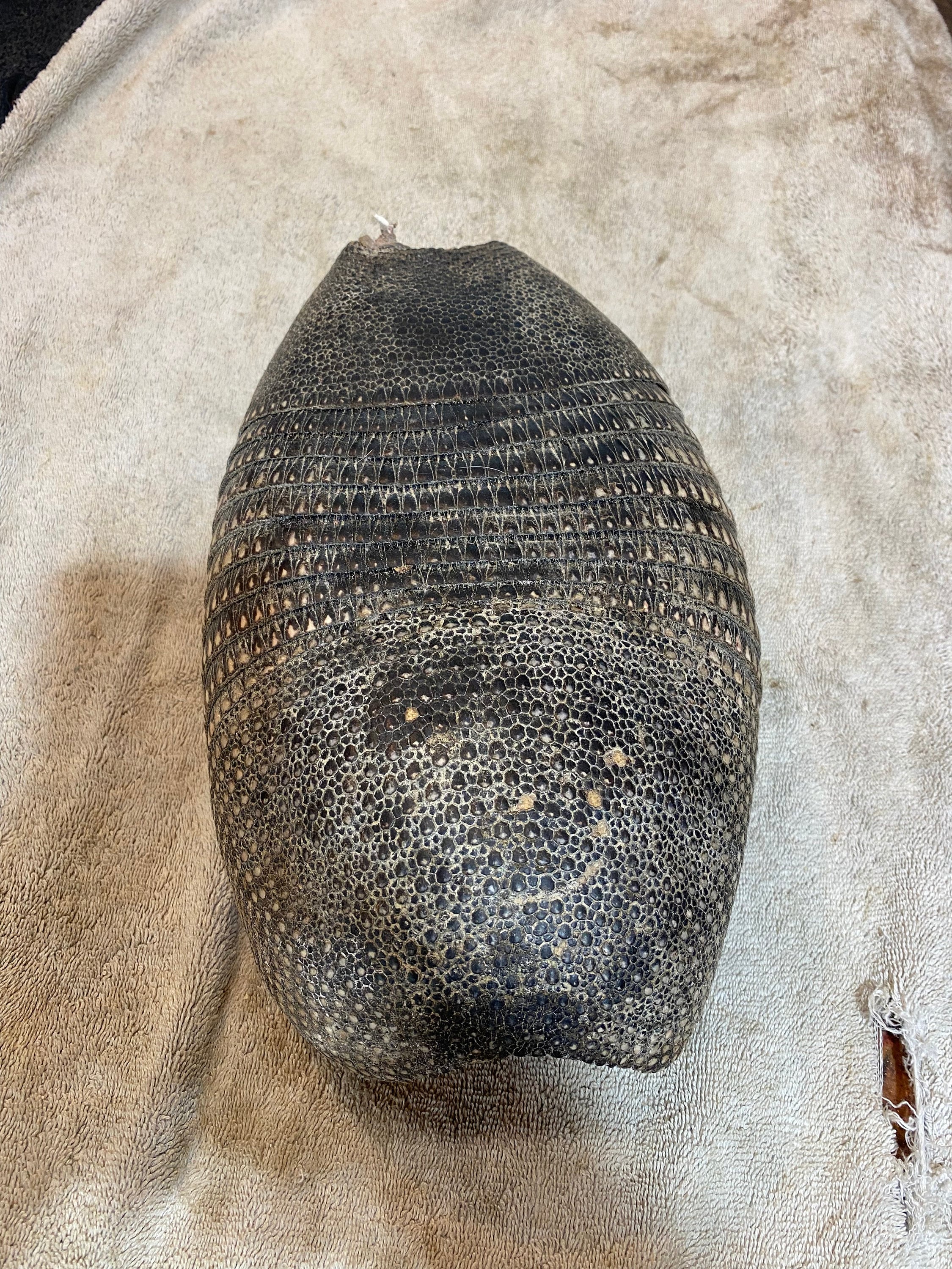 Armadillo Shell - Etsy