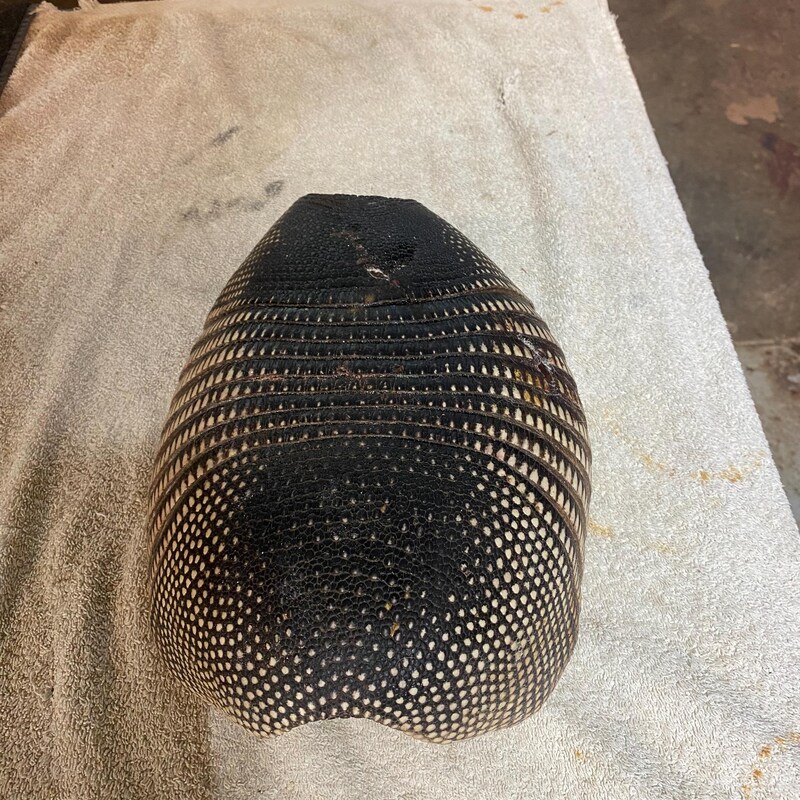 Armadillo Shell - Etsy