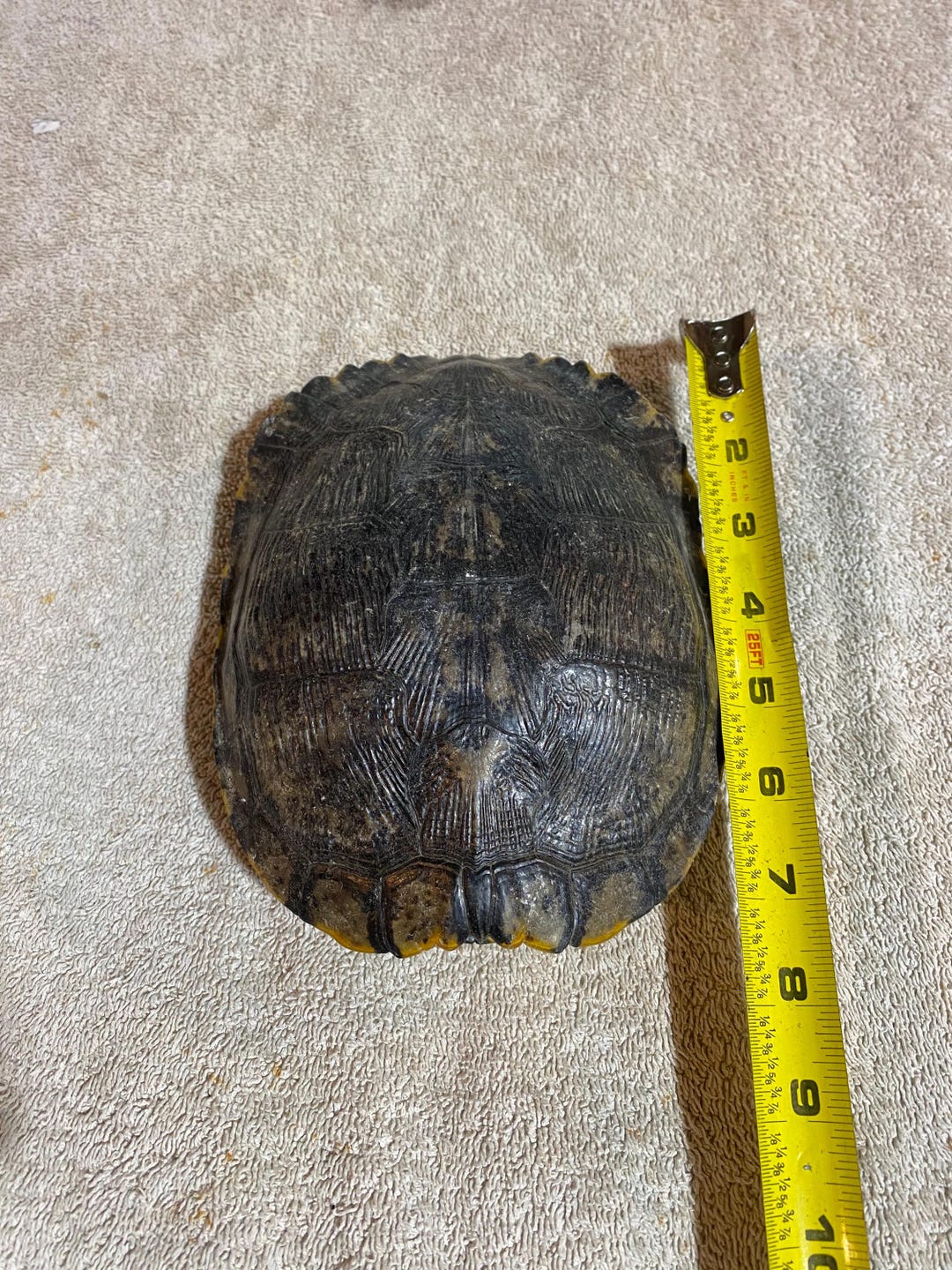 1 Red Eared Slider Turtle Shell - Etsy