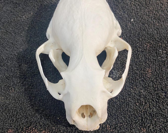 Bobcat Skull, Real Bone, Natural - Etsy