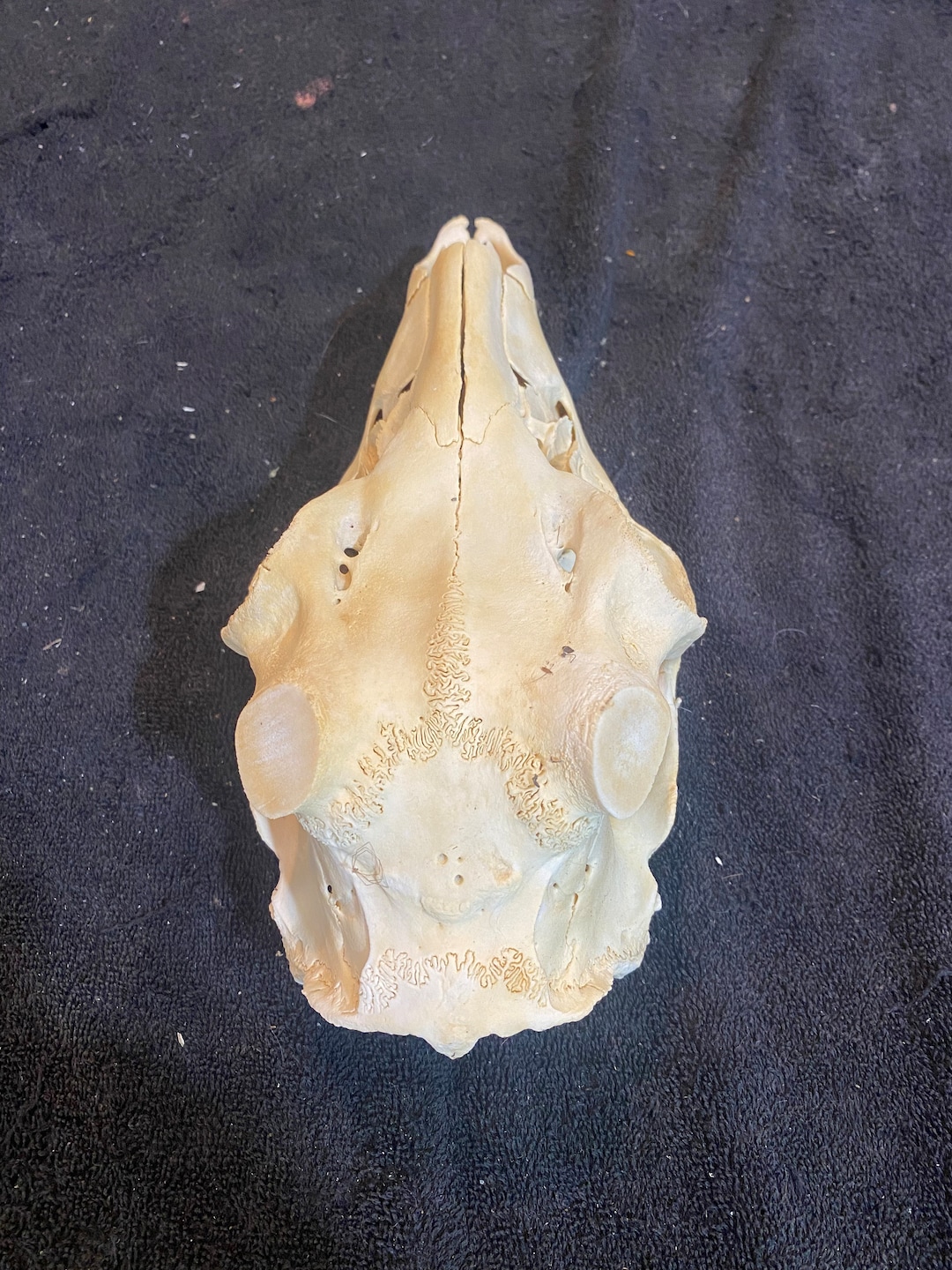 Wild Buck Deer Skulls - Etsy