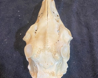 Trophy Whitetail Deer South Dakota Cactus Buck Skull Antler Mount Horn ...