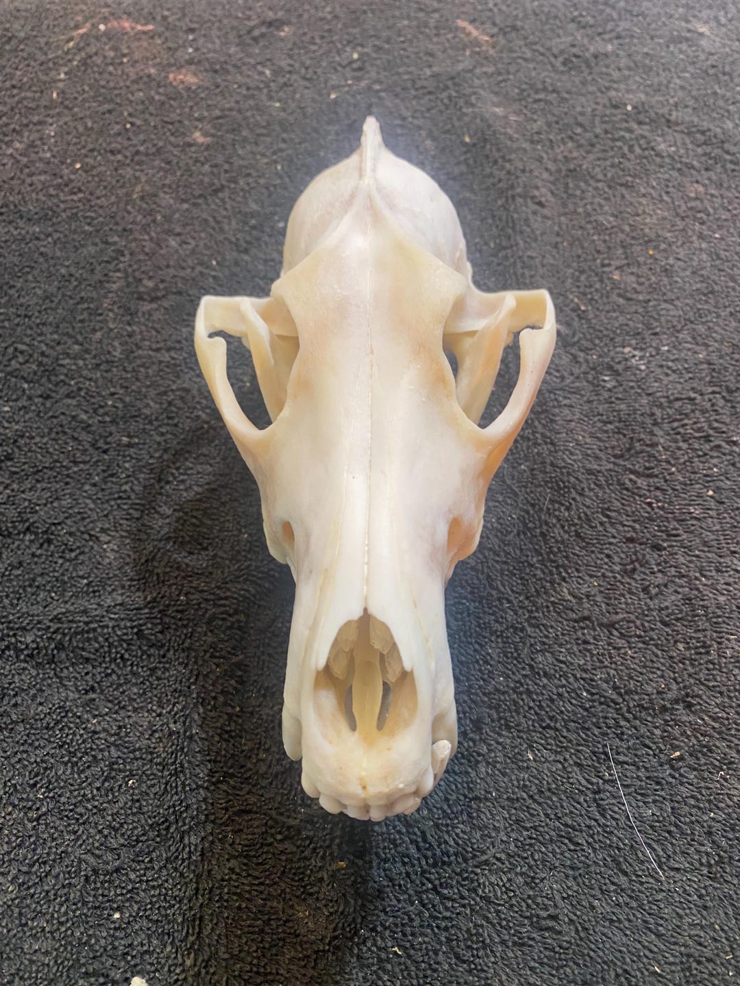 Grade A Coyote Skull - Etsy