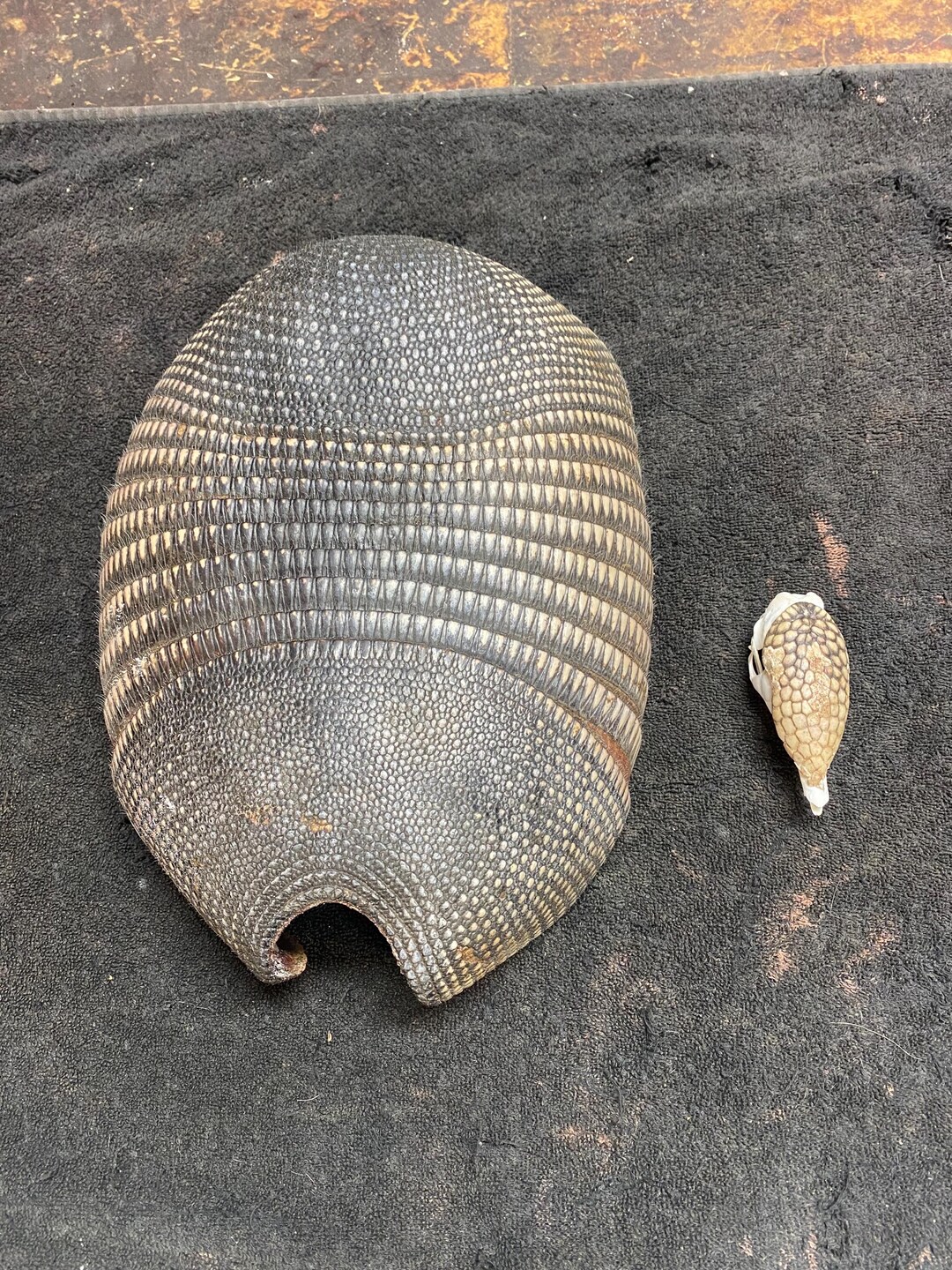 Armadillo Shell and Skull Combo - Etsy