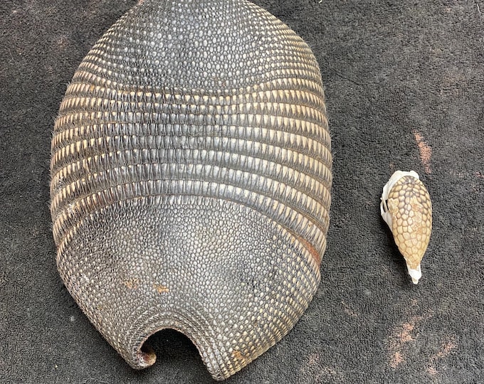 Armadillo Shell and Skull Combo - Etsy