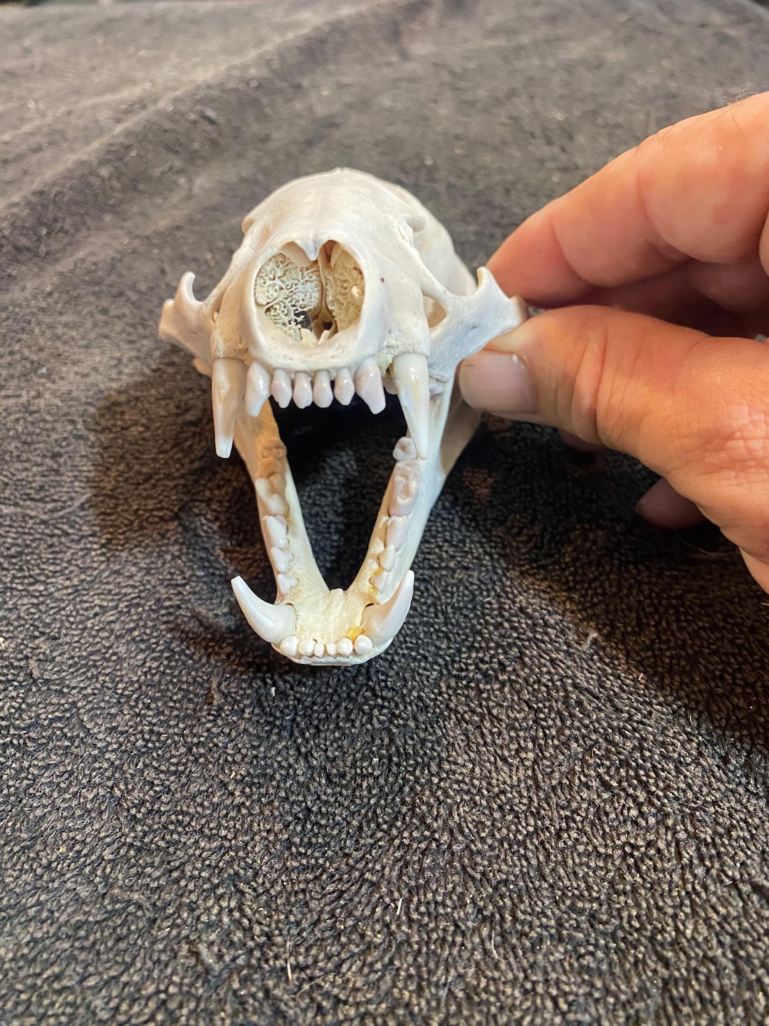 Grade A Badger Skull - Etsy