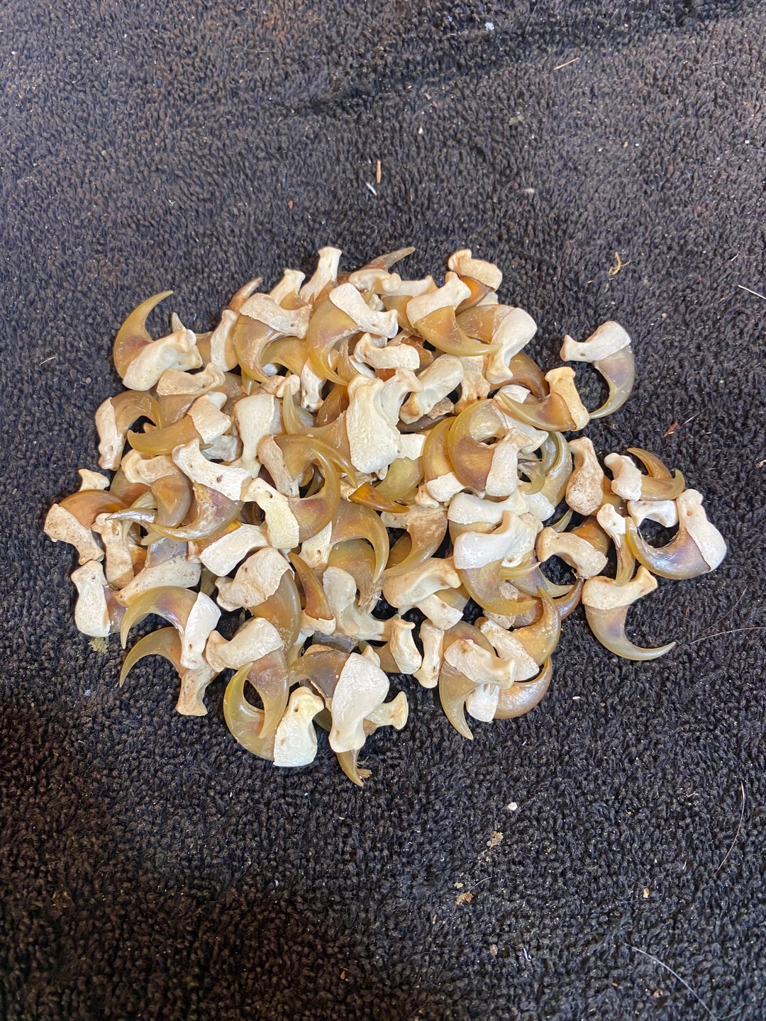 100 Real Bobcat Claws - Etsy