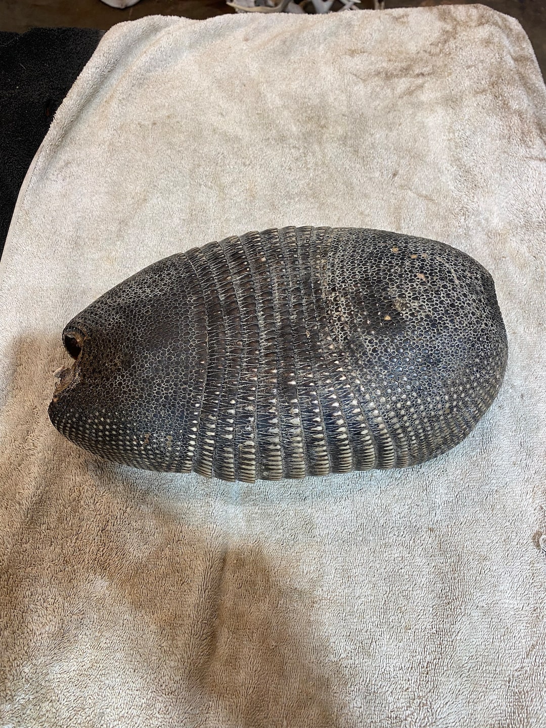 Armadillo Shell - Etsy