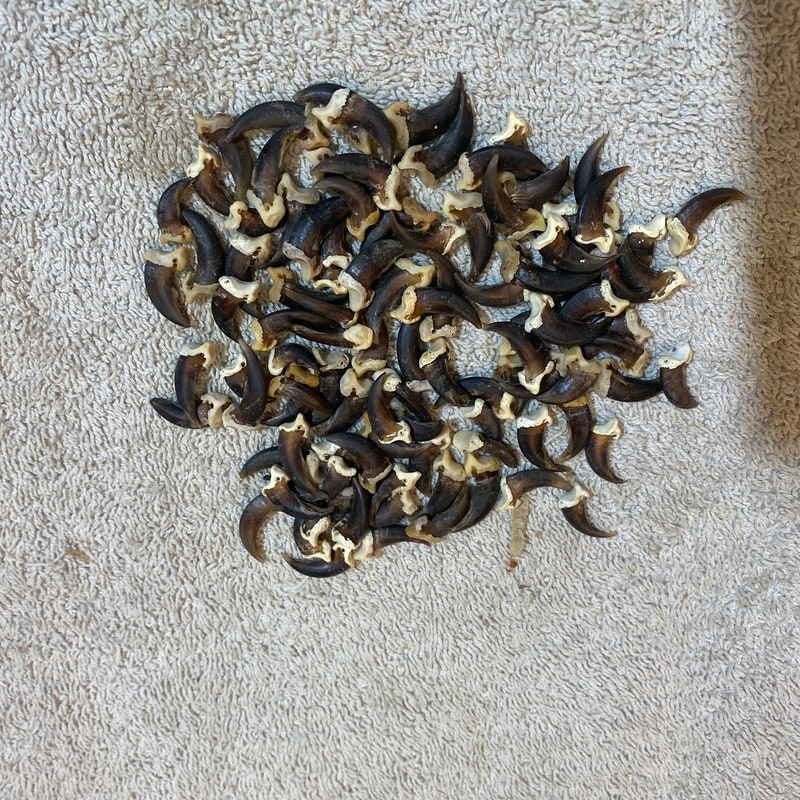 Large Real Claws - Etsy
