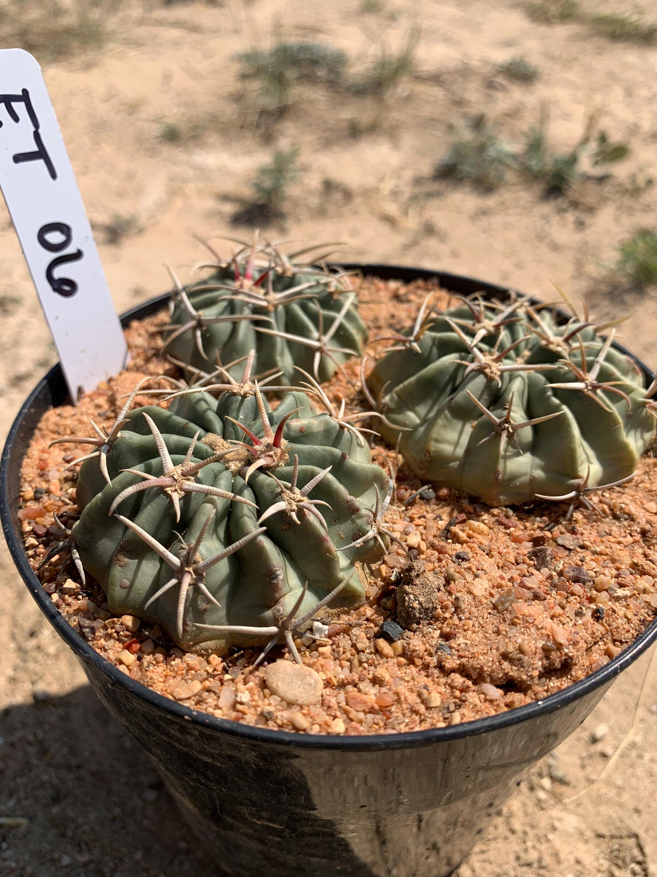 Echinocactus Texensis Horse Crippler Cactus - Etsy