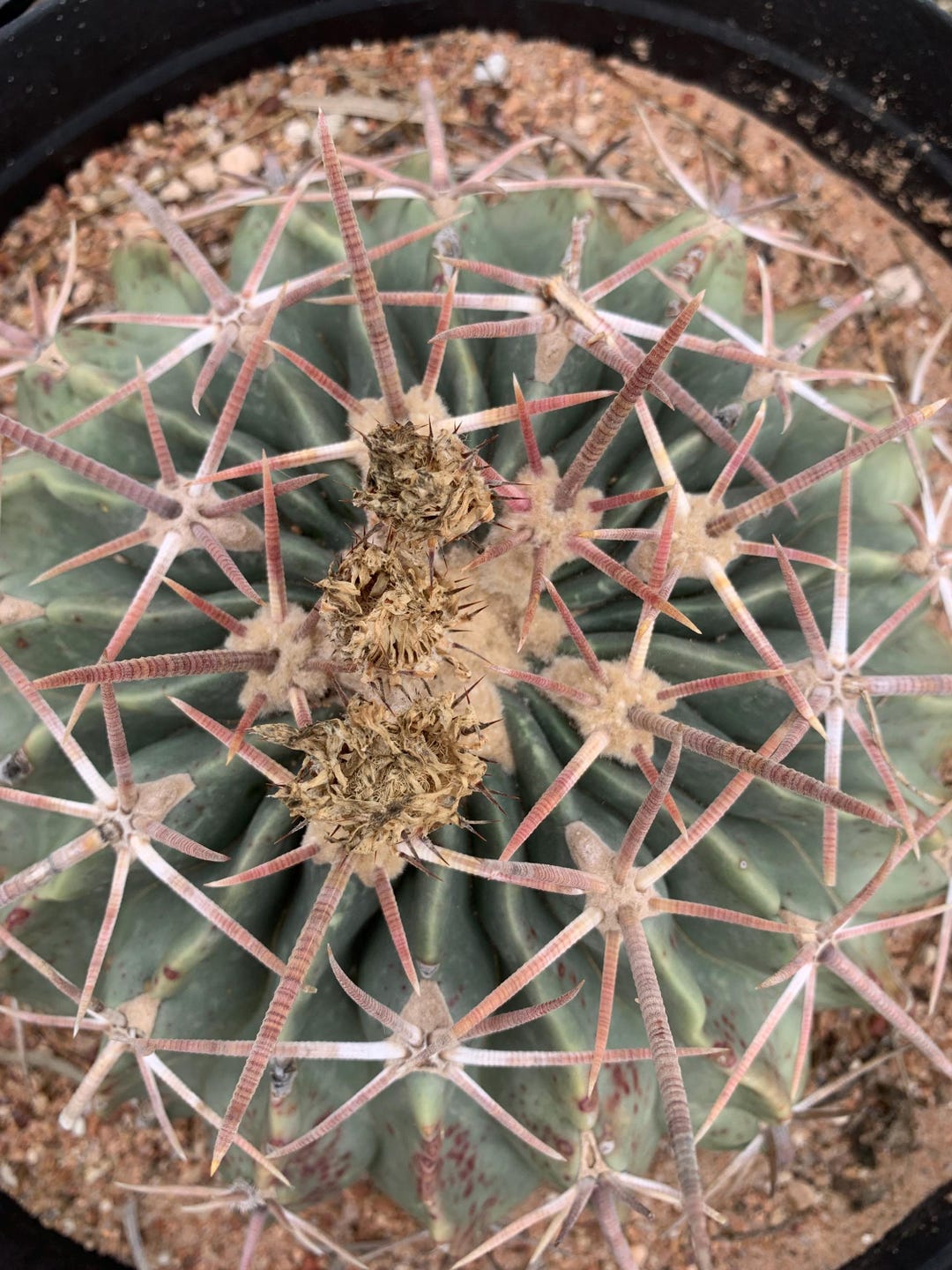 Echinocactus Texensis Horse Crippler Cactus - Etsy