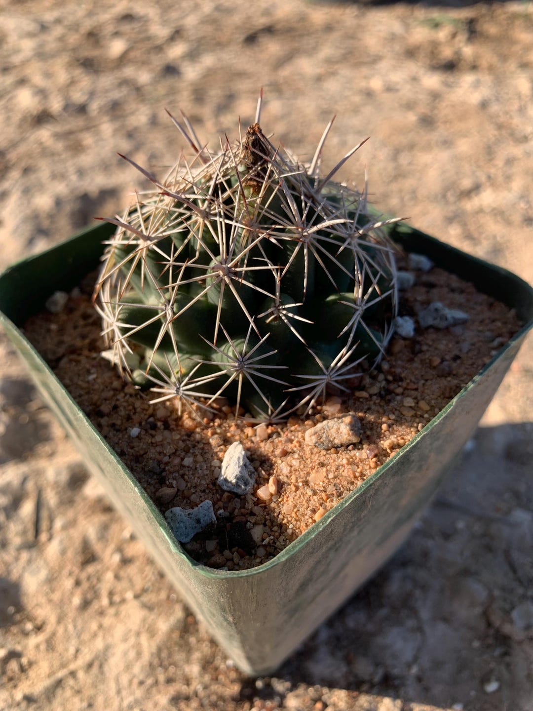 Coryphantha Sulcata Texas Beehive or Pineapple Cactus actual Cactus ...