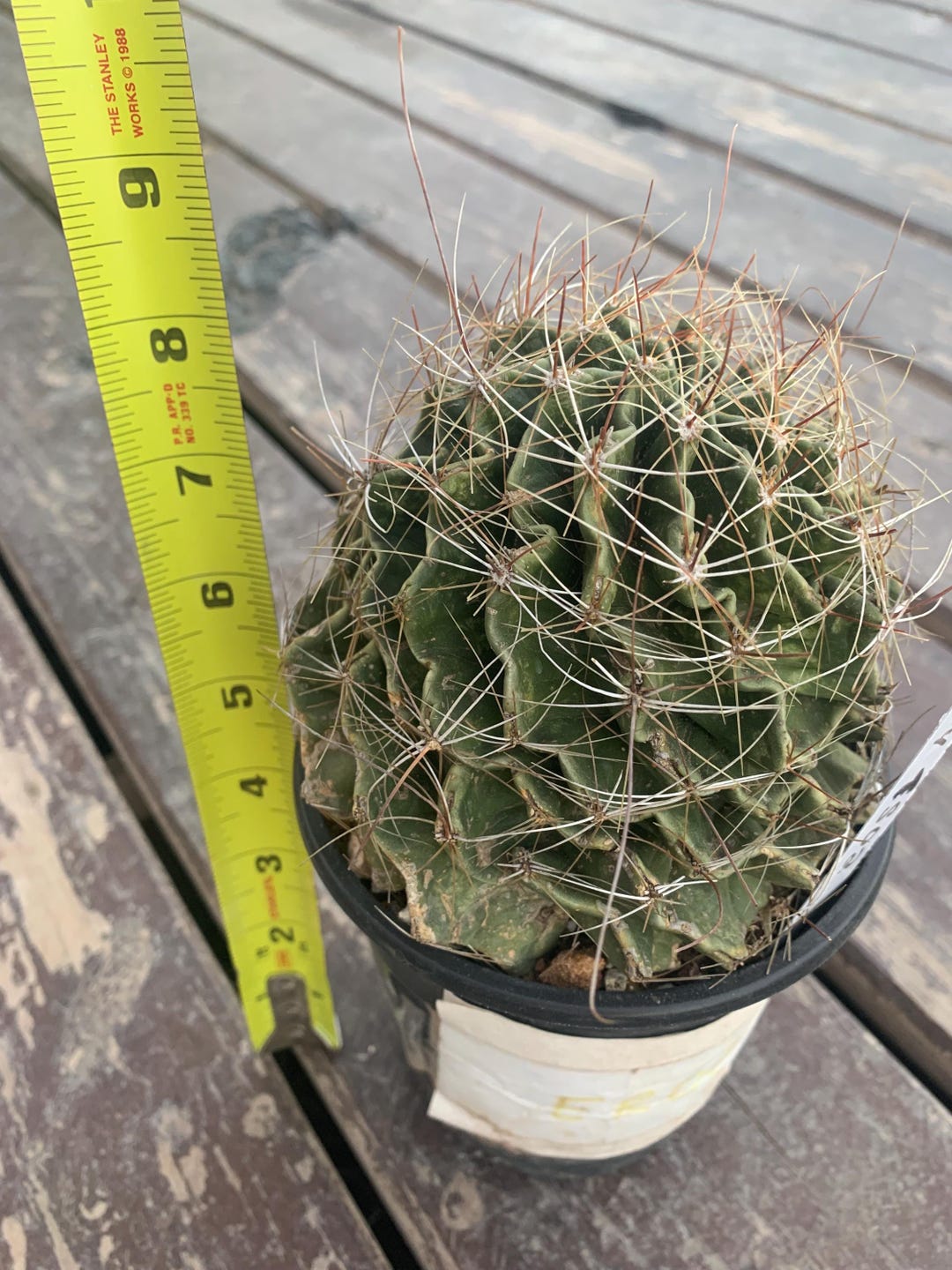 Thelocactus Setispinus (actual Cactus Pictured) Hematocactus Setispinus ...