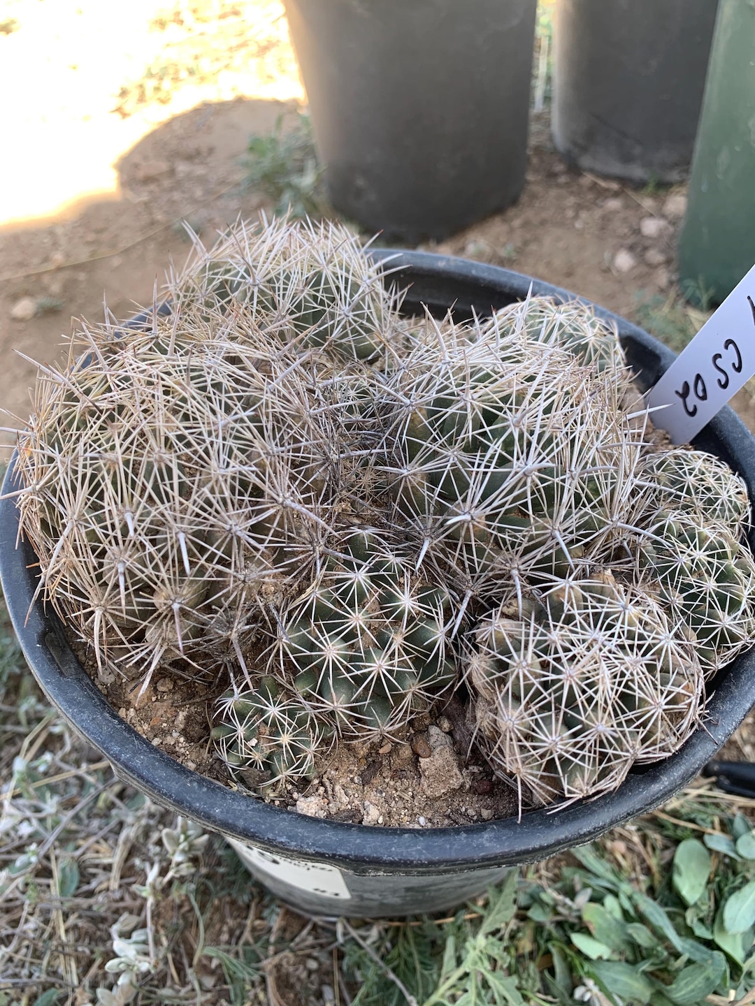 Coryphantha Sulcata Texas Beehive or Pineapple Cactus (actual Cactus ...