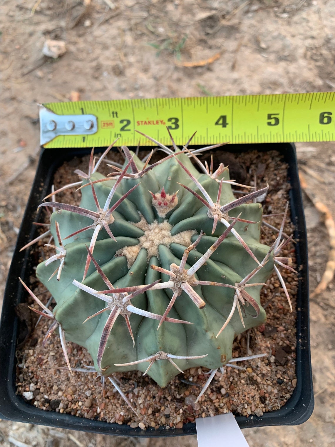 Echinocactus Texensis Horse Crippler Cactus - Etsy