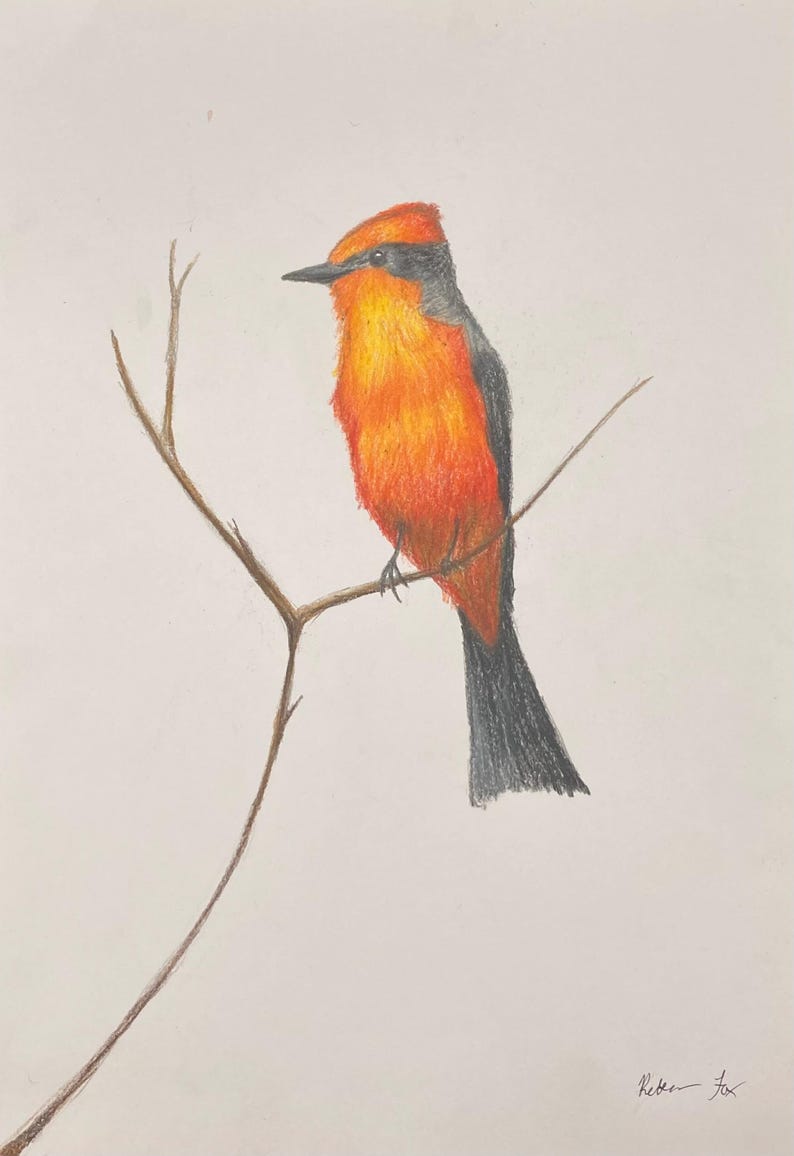 Framed Vermilion Flycatcher Giclée Art Print, Colored Pencil Drawing - Etsy