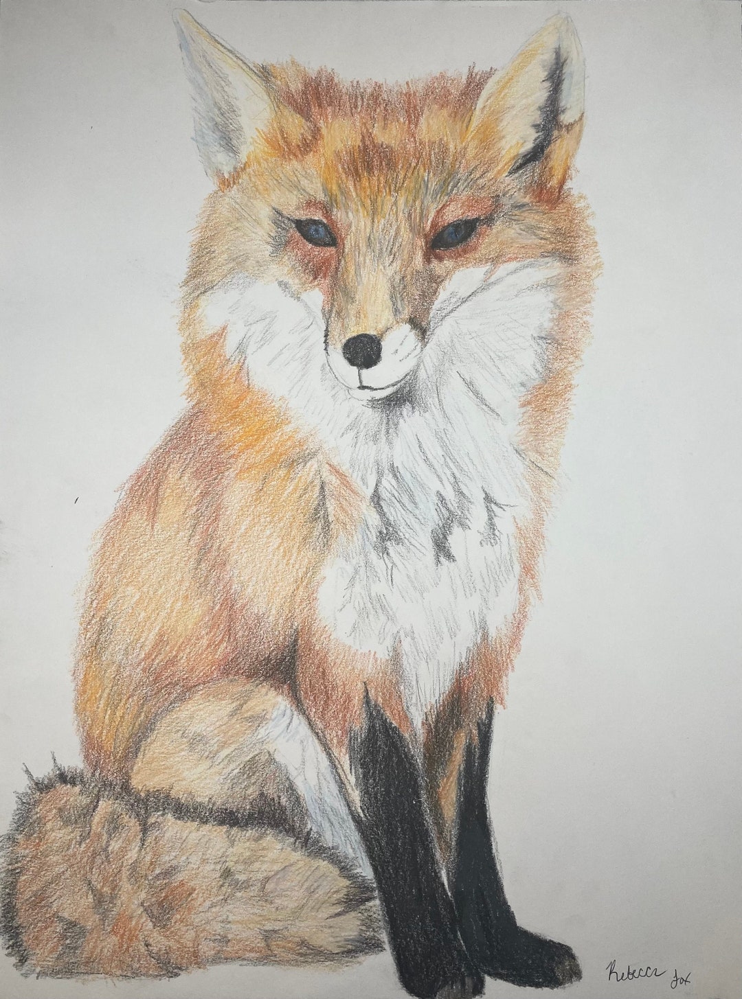 Colored Pencil Drawing of a Red Fox - Etsy