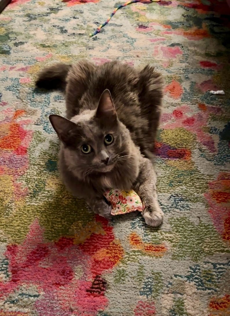 Small Crinkle Catnip Cat Toys / Kitty Toy / Cat Enrichment / Kitten Toy ...
