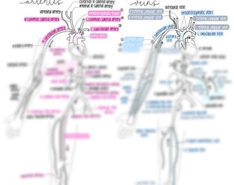 coloring page arteries