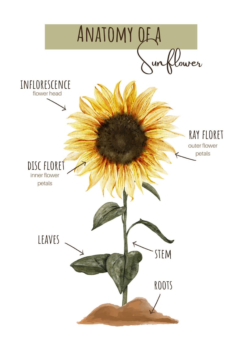 Anatomy & Lifecycle of a Sunflower Posters - Etsy Australia