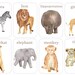 Wild Animal Vocabulary Flashcards - Etsy