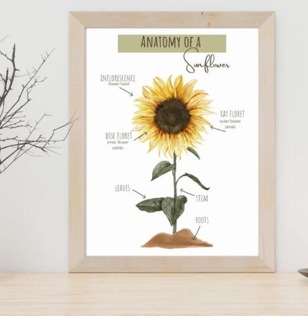 Anatomy & Lifecycle of a Sunflower Posters - Etsy